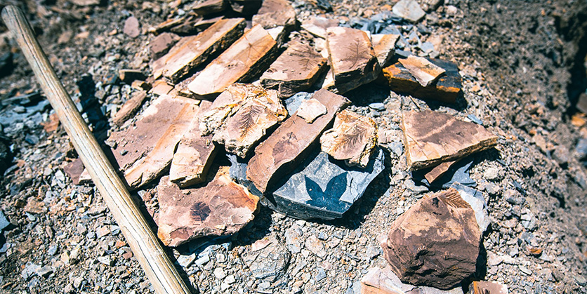 Visiting a fossil digging site in Idaho | Avista Connections