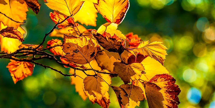 At Home with Lisa: Fall Round Up