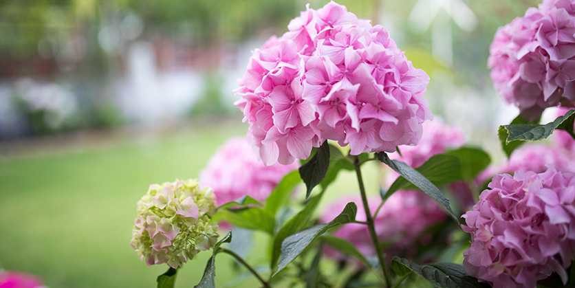 Call 811 before you start your spring planting | Avista Connections